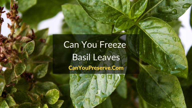 Can You Freeze Basil Leaves – How To Freeze Basil Leaves To Use Year ...